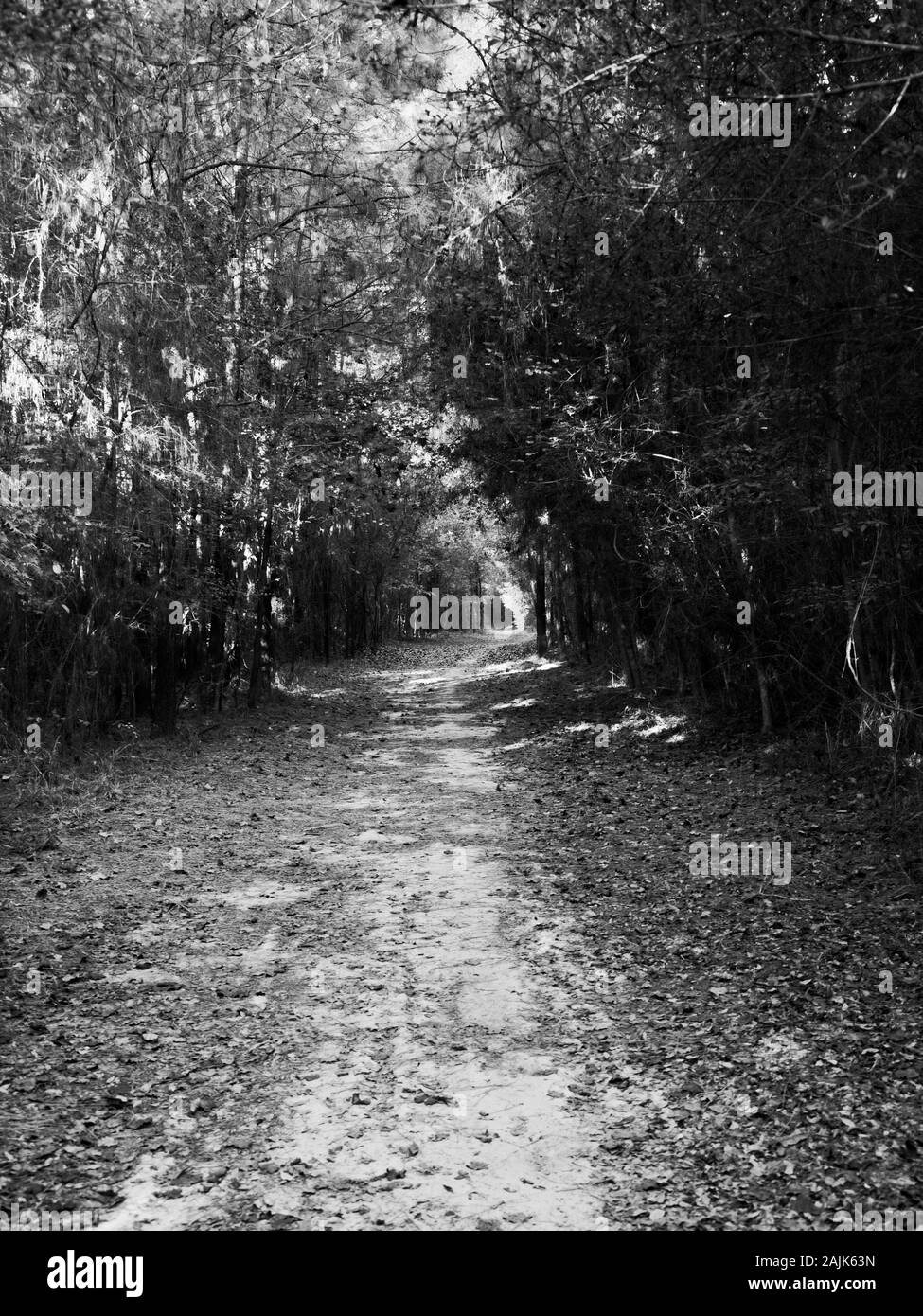 Spring TX USA - 10/10/2019 - Path in the Woods 1 in B&W Stock Photo - Alamy