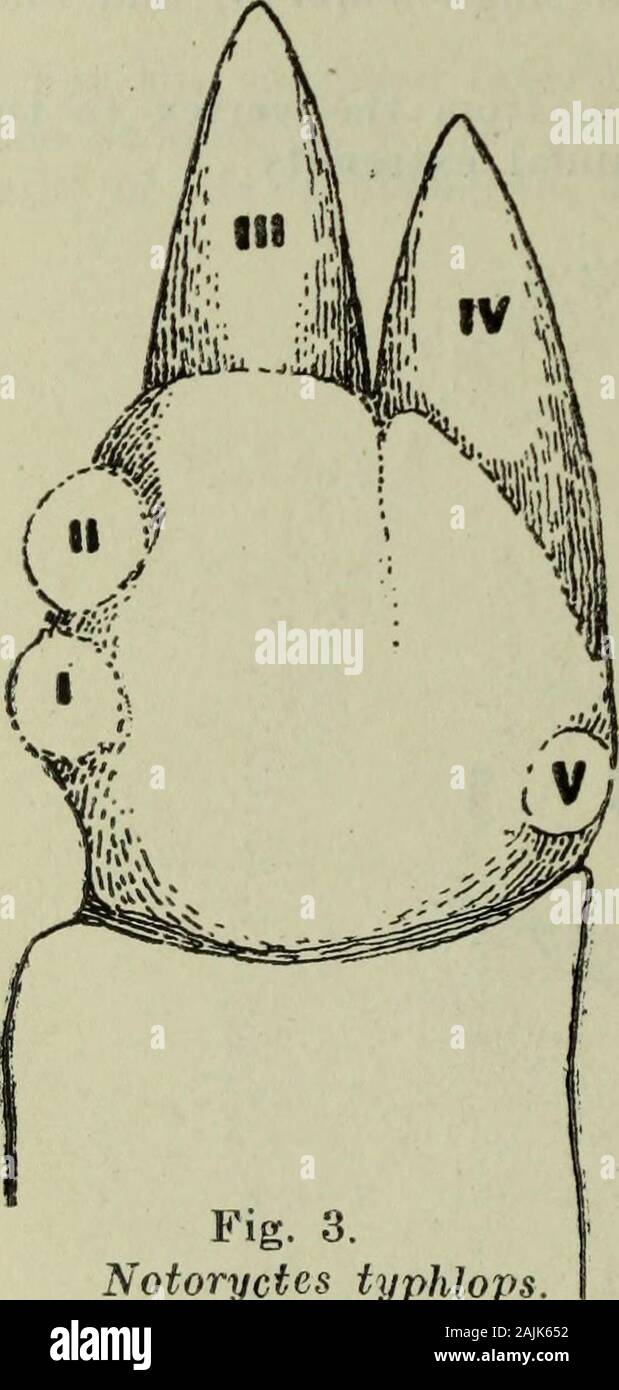 External auditory meatus hi-res stock photography and images - Alamy