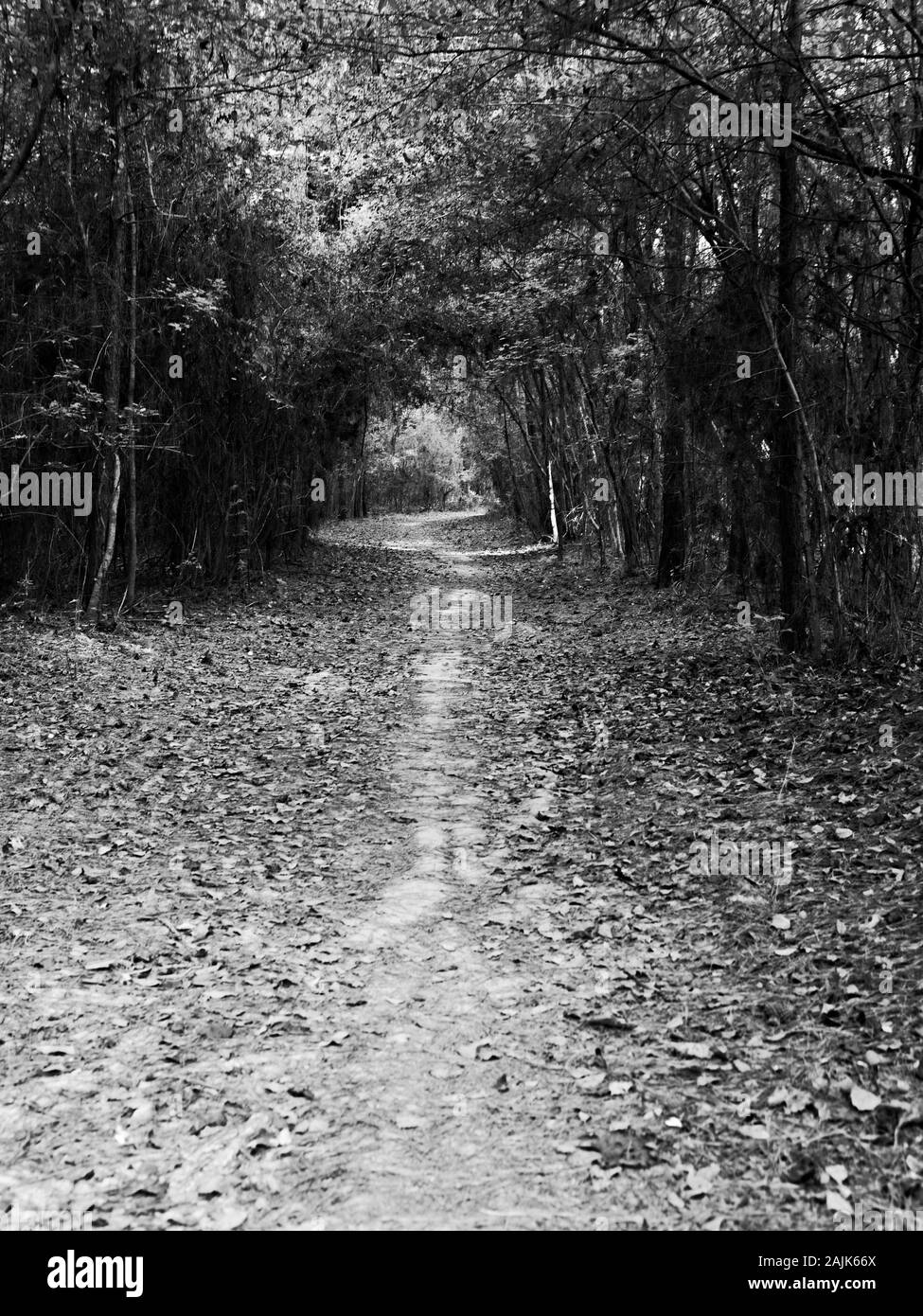 Spring TX USA - 10/10/2019 - Path in the Woods 2 in B&W Stock Photo - Alamy