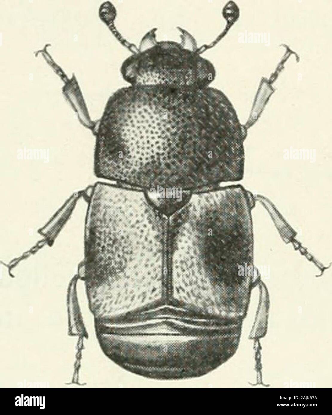 Family staphylinidae hi-res stock photography and images - Alamy