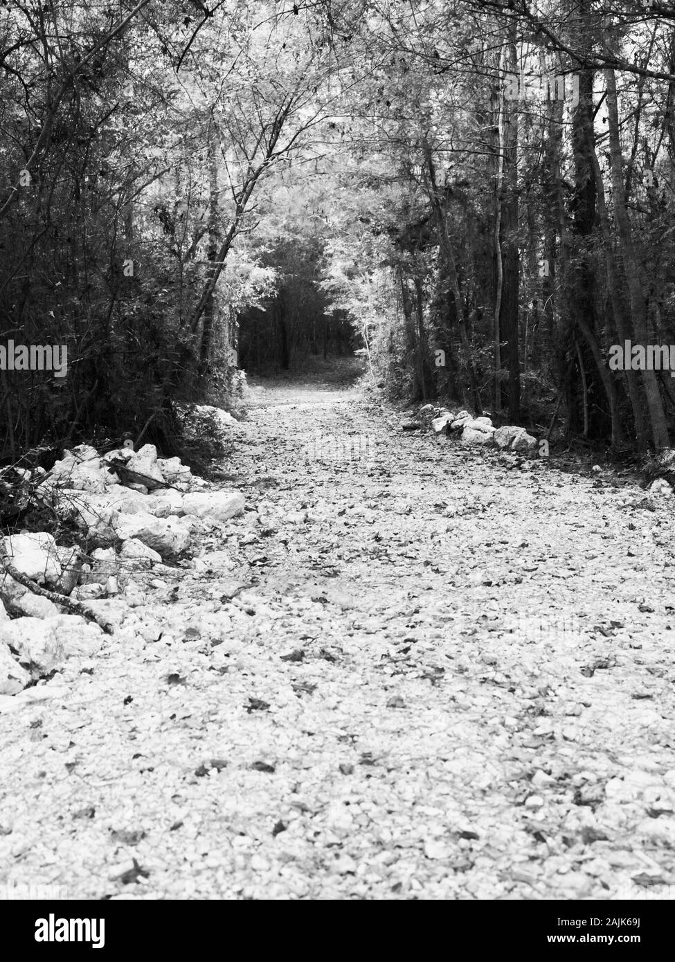 Green spring foliage in Black and White Stock Photos & Images - Alamy