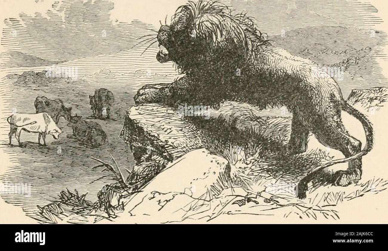 Aesop fables fox and grapes hi-res stock photography and images - Alamy