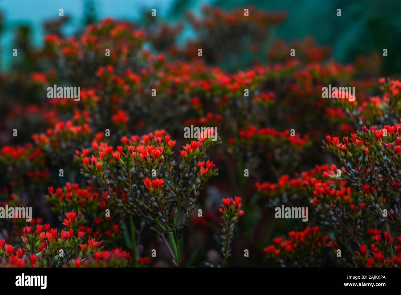 Beautiful red bush Stock Photo - Alamy