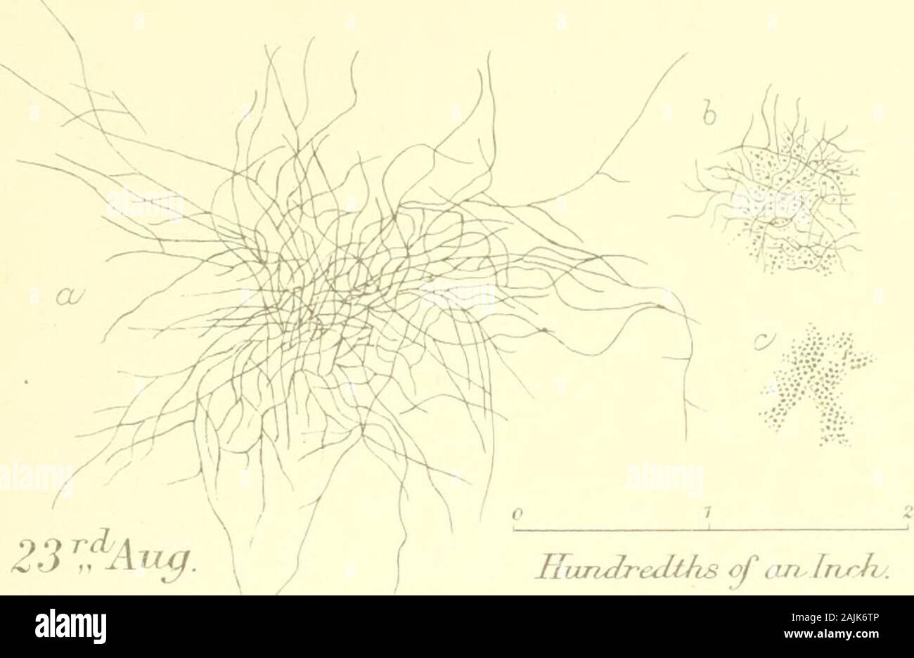 The collected papers of Joseph baron Lister . 12 p. Ill r Plate IX In ...