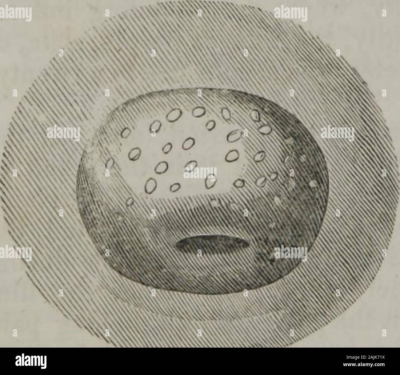 Tremulous surface hi-res stock photography and images - Alamy