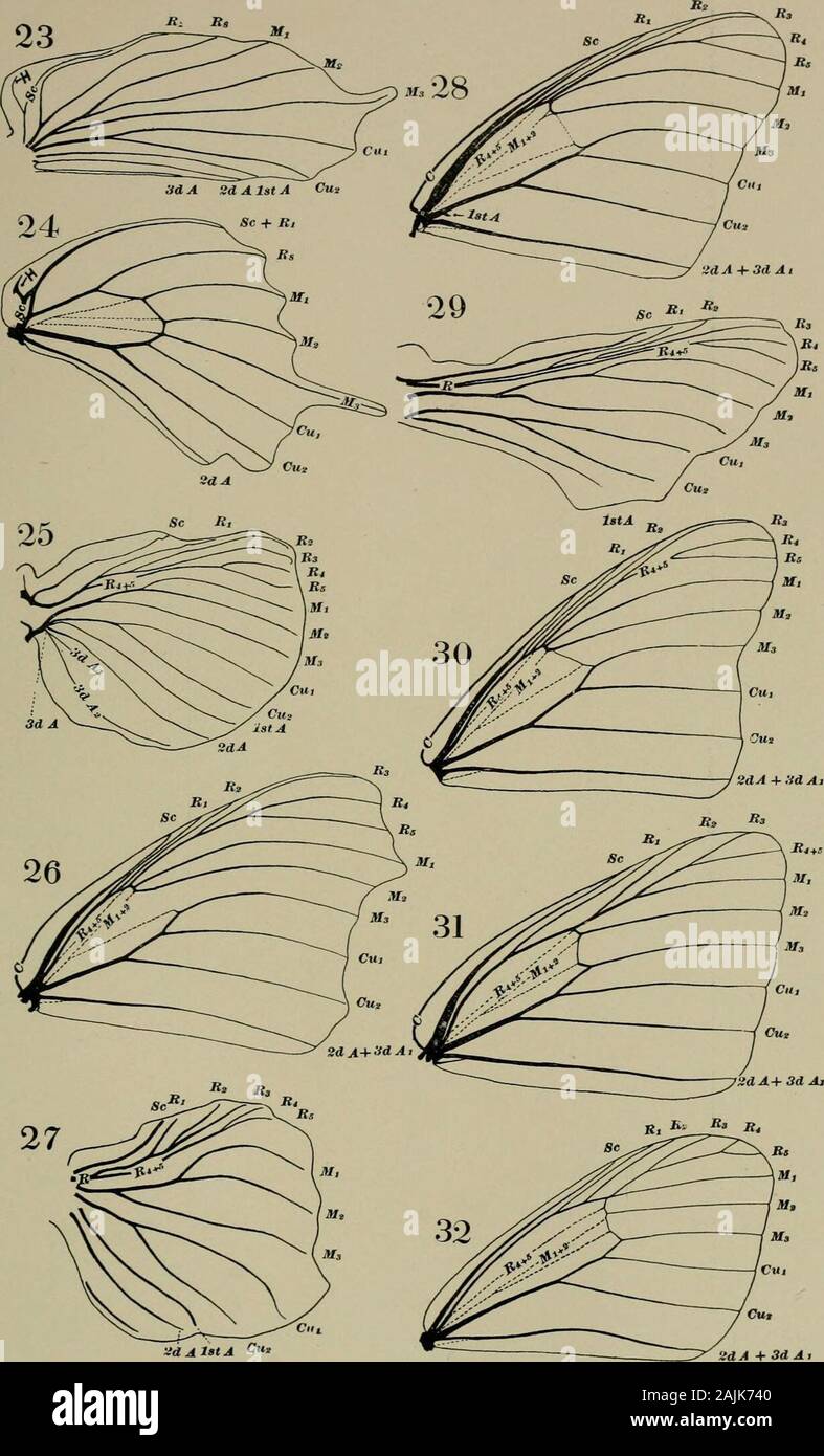 Smithsonian miscellaneous collections . 3il A BUTTERFLY WING-VENATION ...