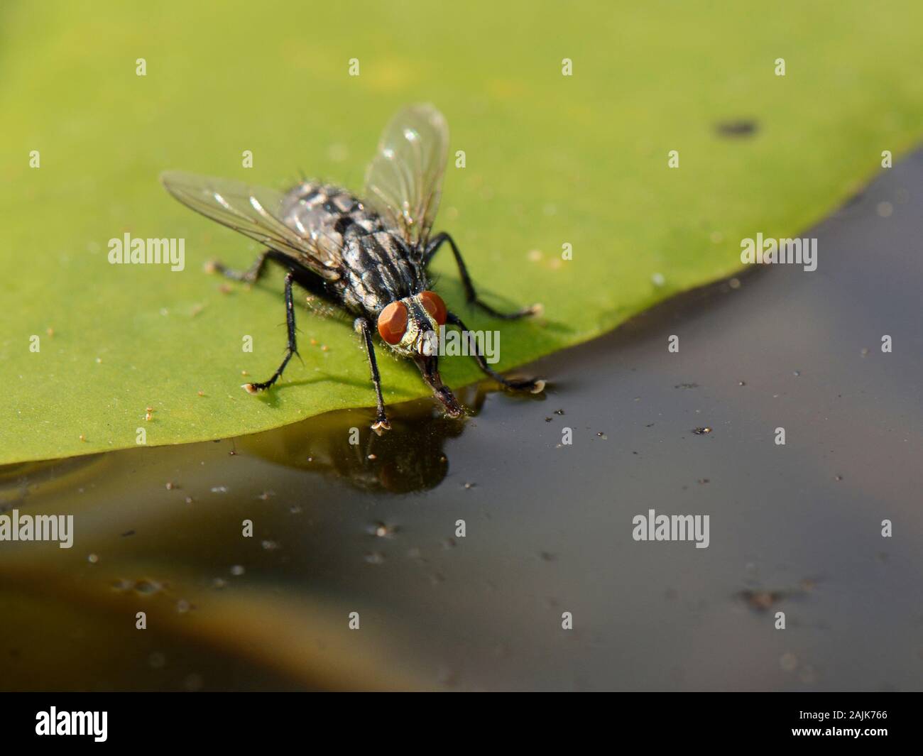 Drinking water from a wildlife pond hi-res stock photography and images ...