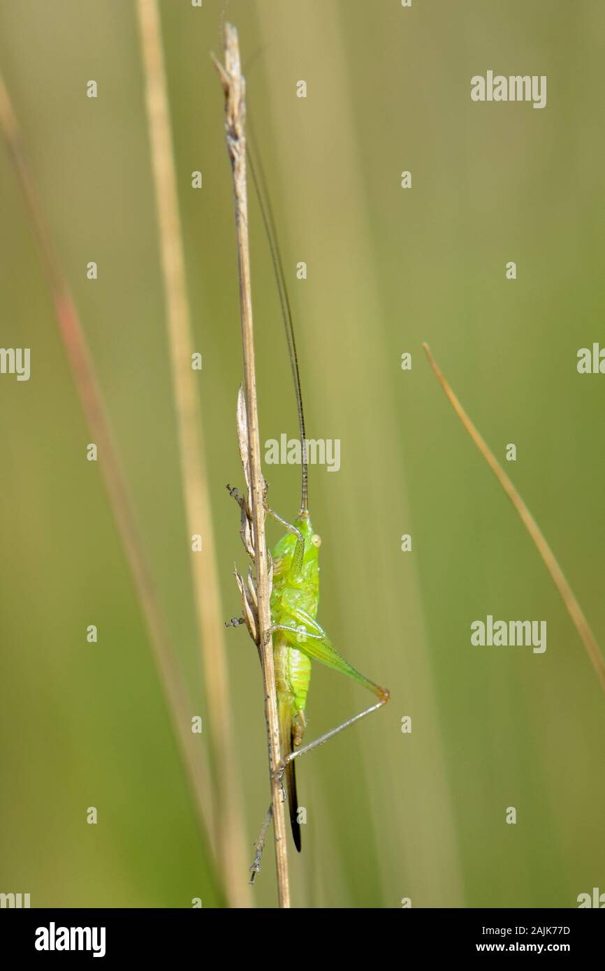 Conehead nymph long winged or short winged conehead nymph hi-res stock ...