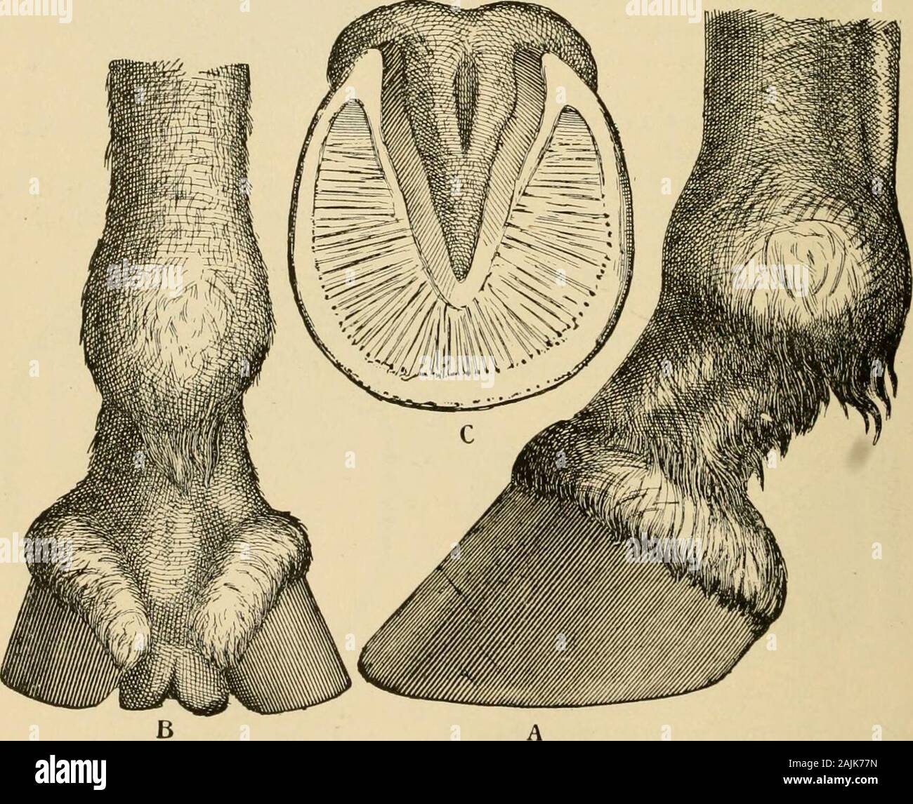 Epidermis inferior hi-res stock photography and images - Alamy