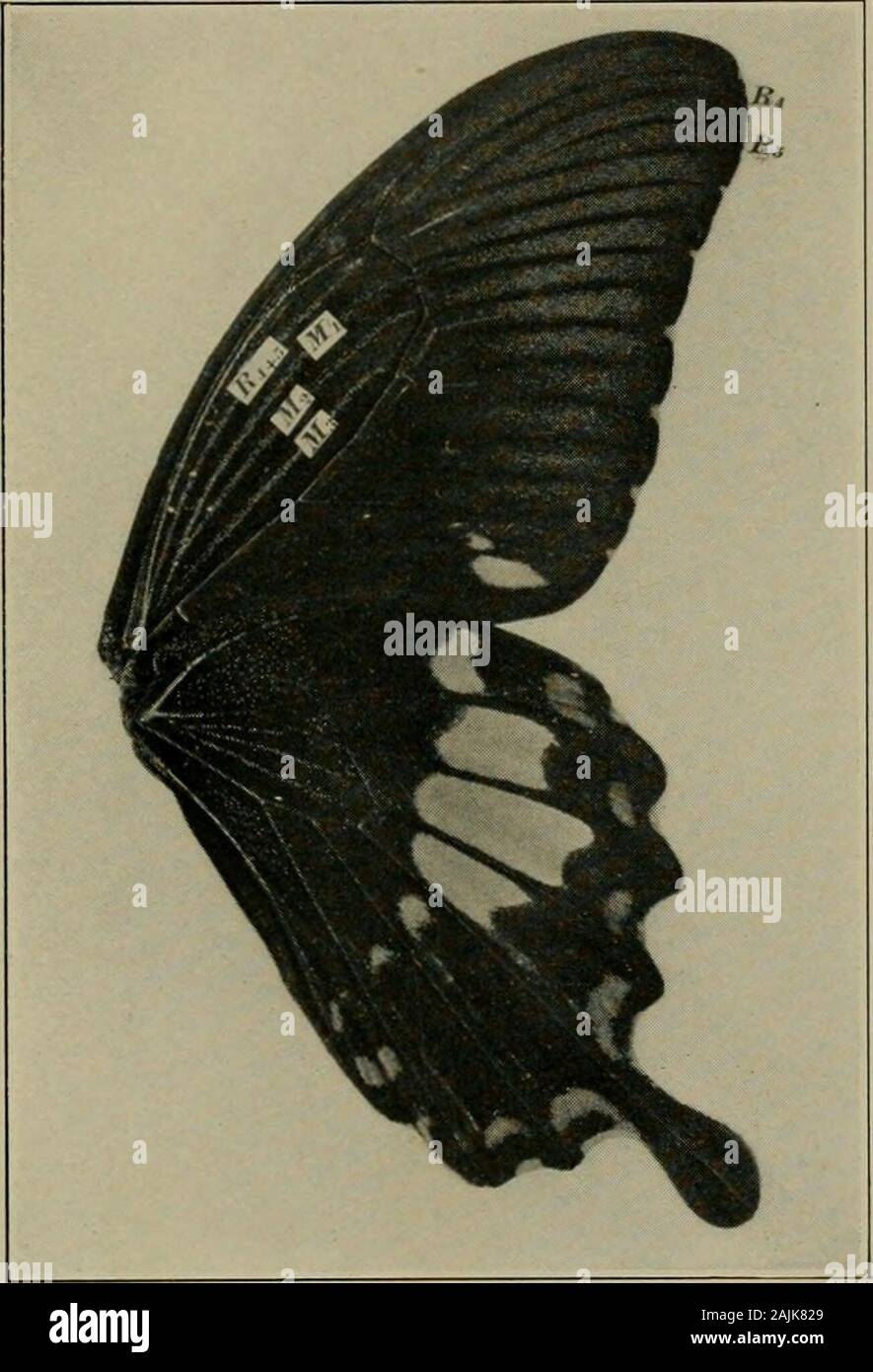 Smithsonian miscellaneous collections . 1. PUPAL FORE WING OF ANOSIA ...