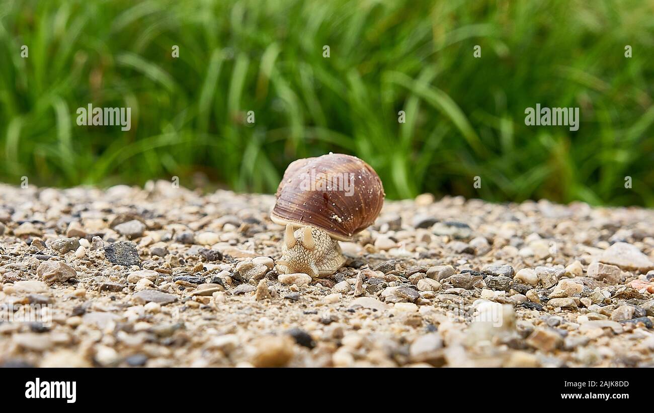 Close up of snail crossing a gravel hiking path in the Bavarian ...