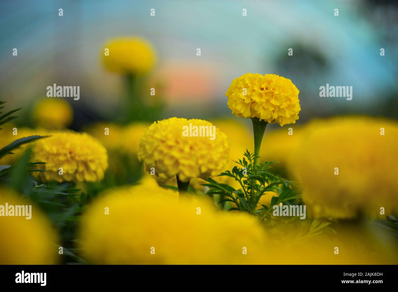 Iran plant hi-res stock photography and images - Alamy
