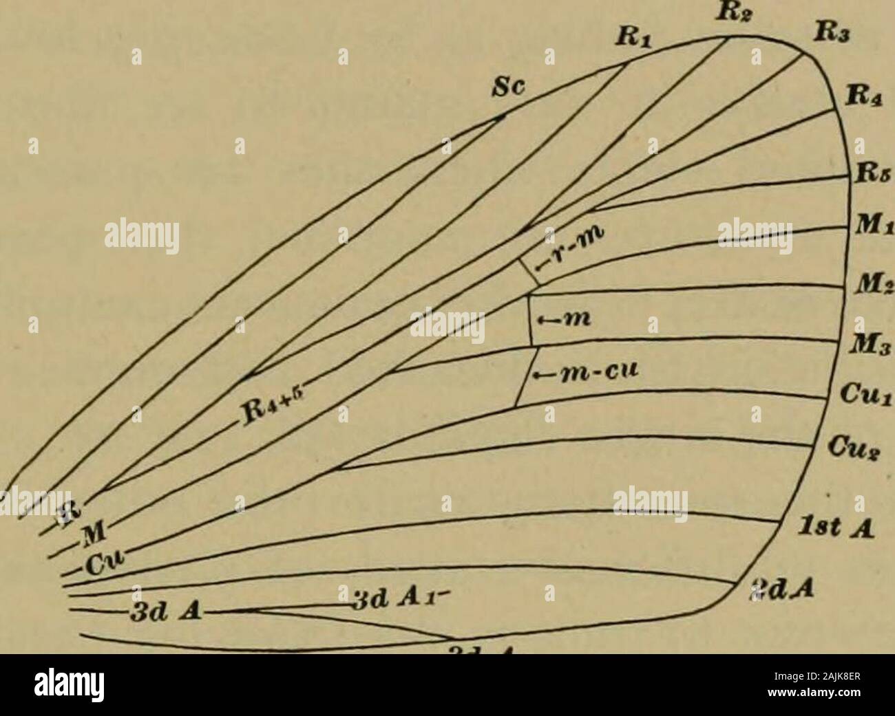 Sthenopis hi-res stock photography and images - Alamy