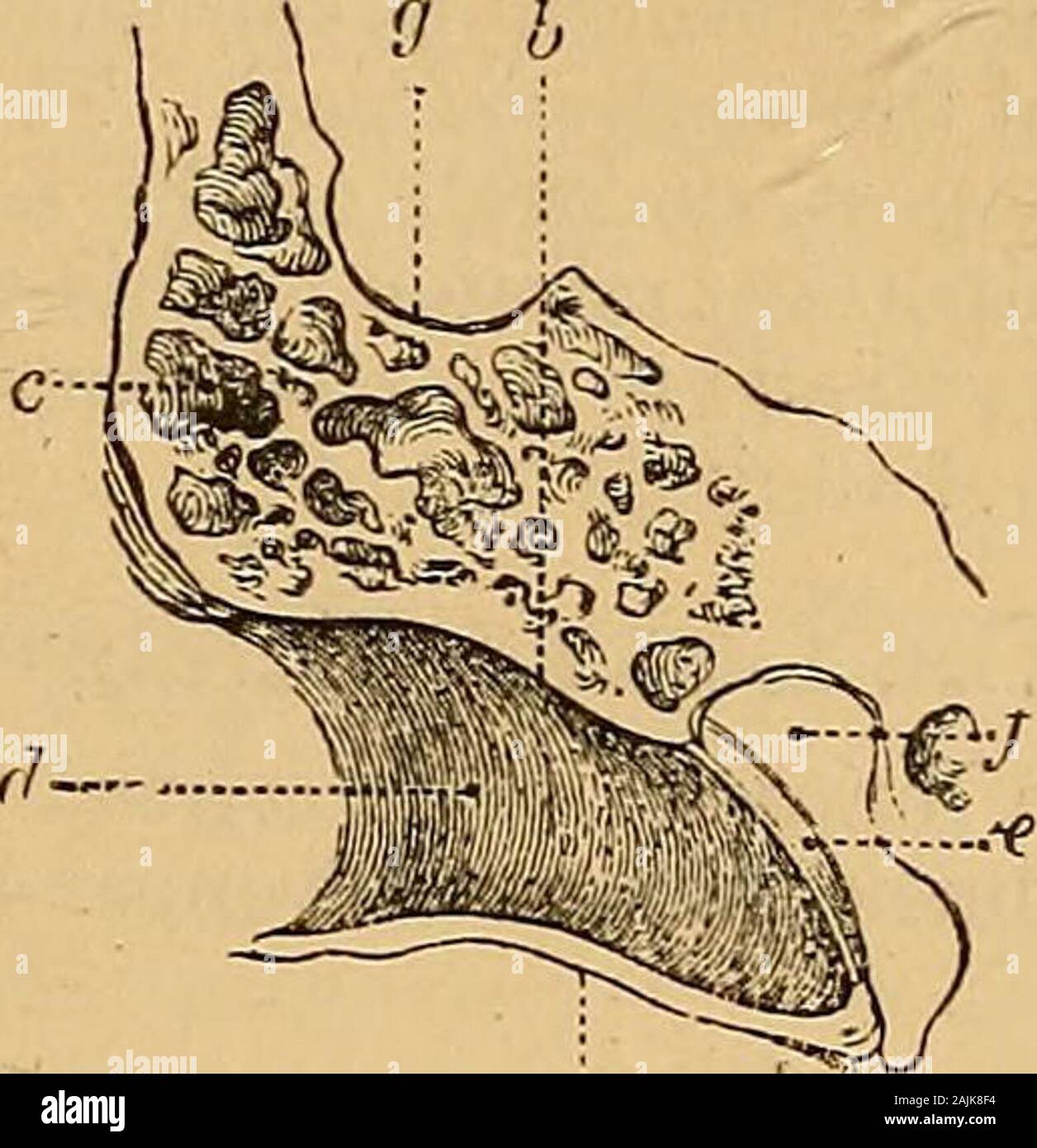 A text-book of the diseases of the ear for students and practitioners ...