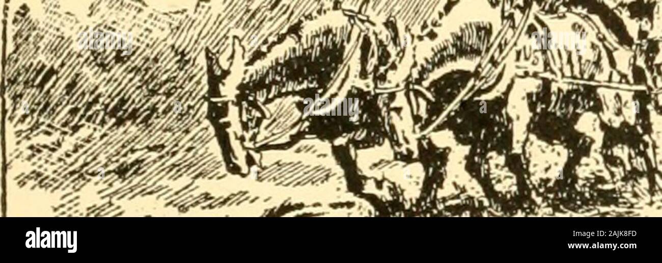 The army mule and other war sketches . ^^r: M Stock Photo - Alamy