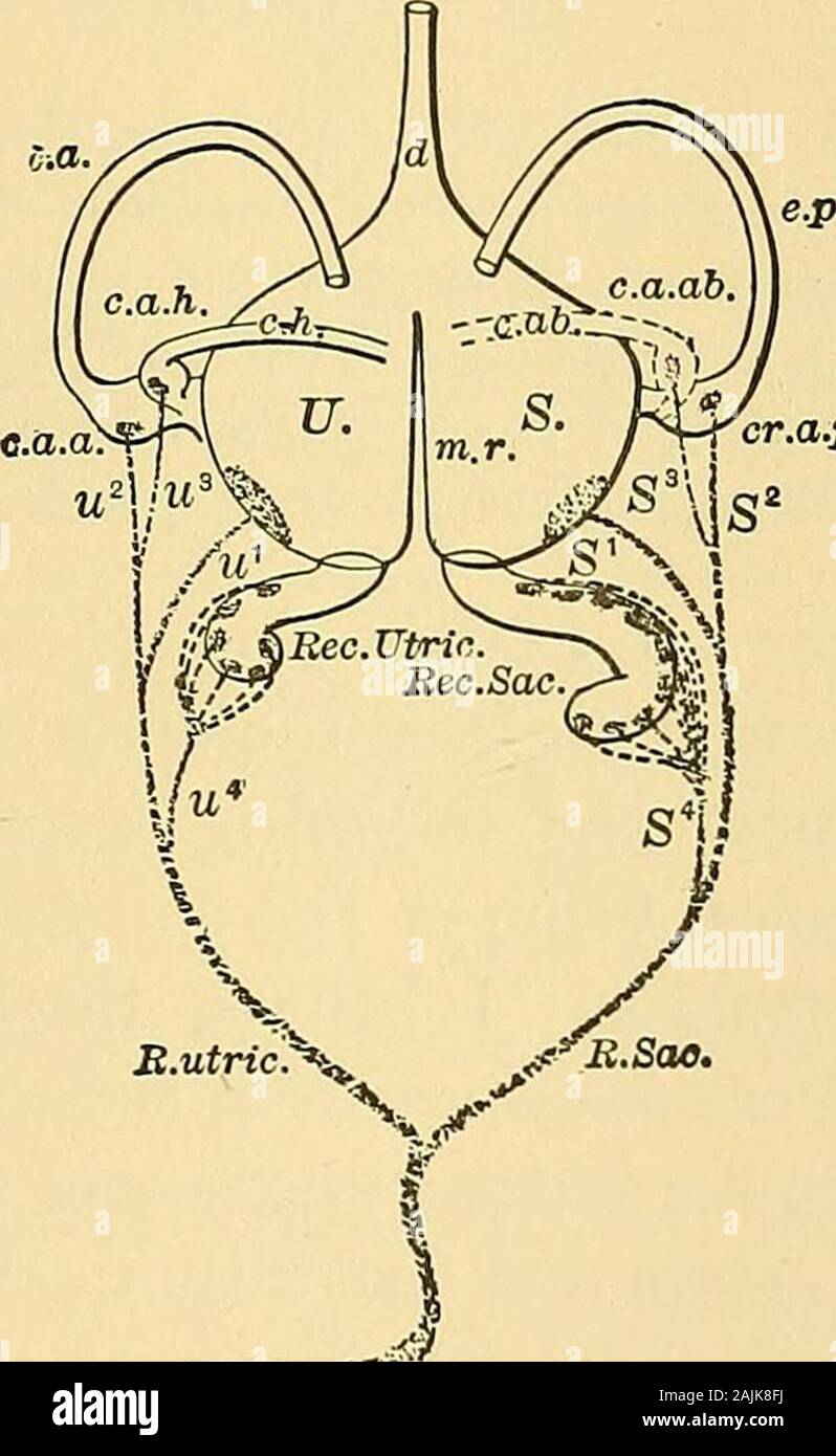 Human ear on mouse hi-res stock photography and images - Alamy