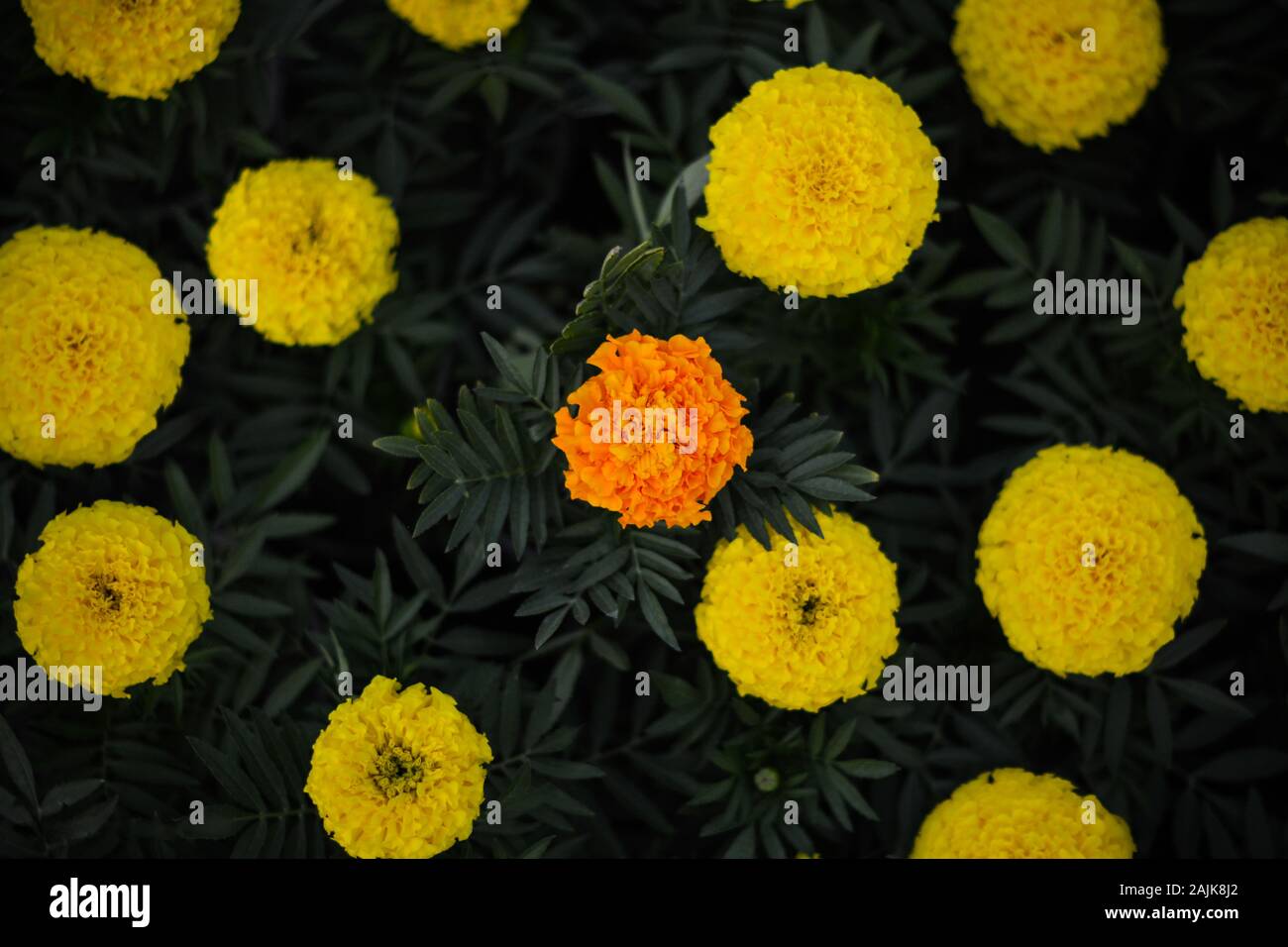 Nikon orange photo hi-res stock photography and images - Alamy