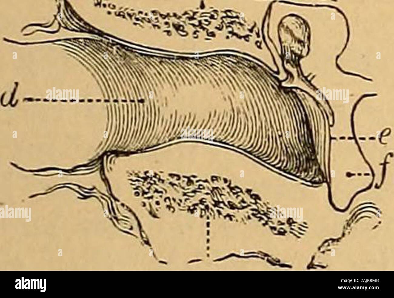 A text-book of the diseases of the ear for students and practitioners ...