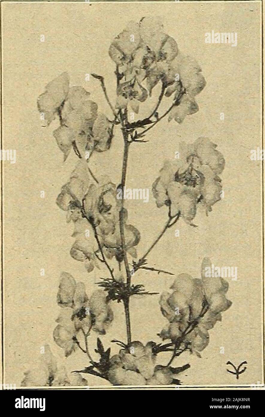 Vaughan's seed store . ACHILLEA, Perrys White. ACONITUM (Monkshood ...