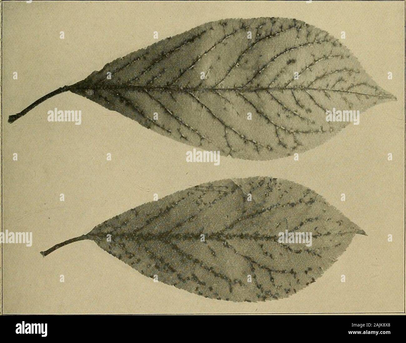 The San José scale-insect : its appearance and spread in Connecticut ...