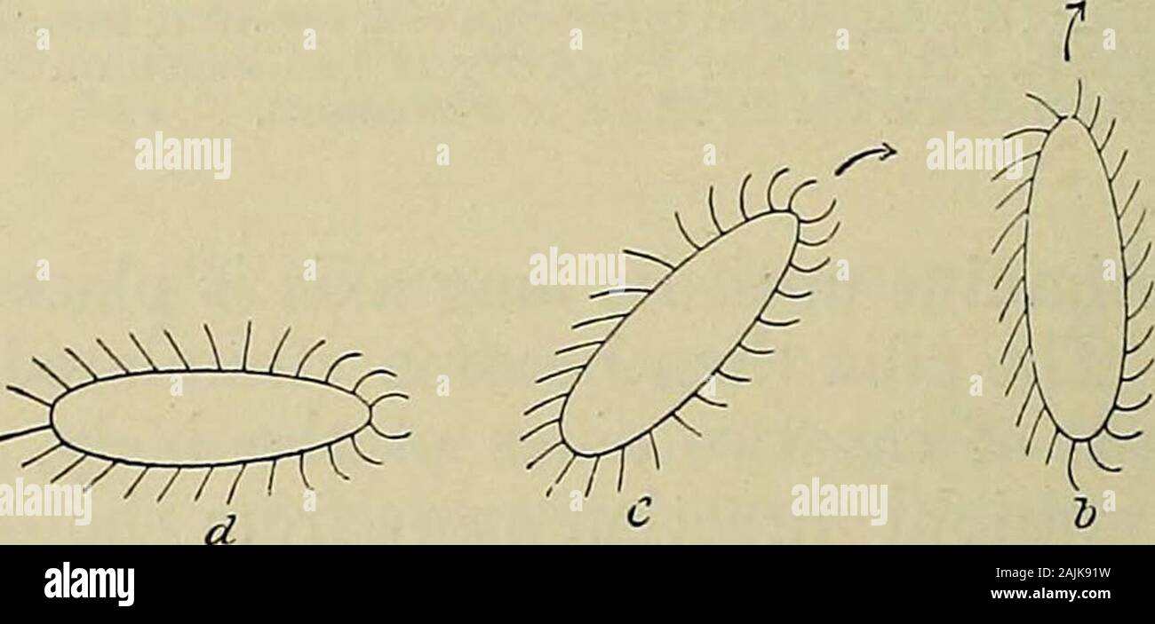 General physiology; an outline of the science of life . Fig. 250 ...