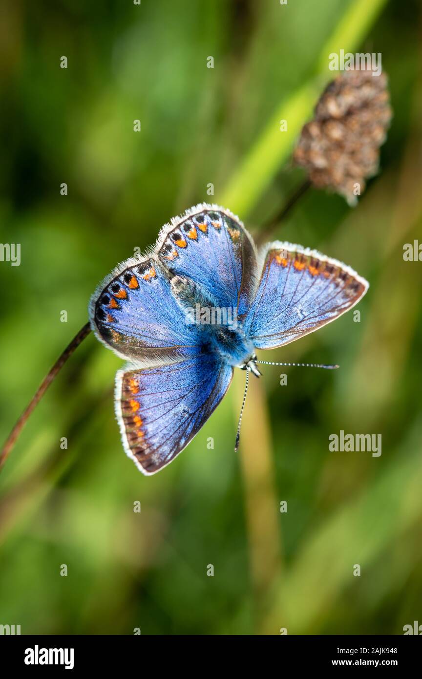 Butterfly female hi-res stock photography and images - Alamy