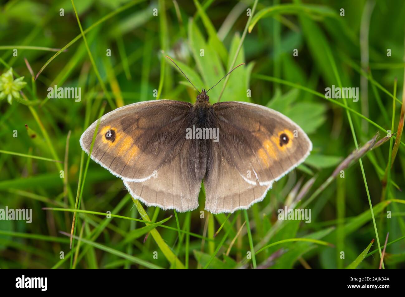 Meadow butterfly hi-res stock photography and images - Alamy