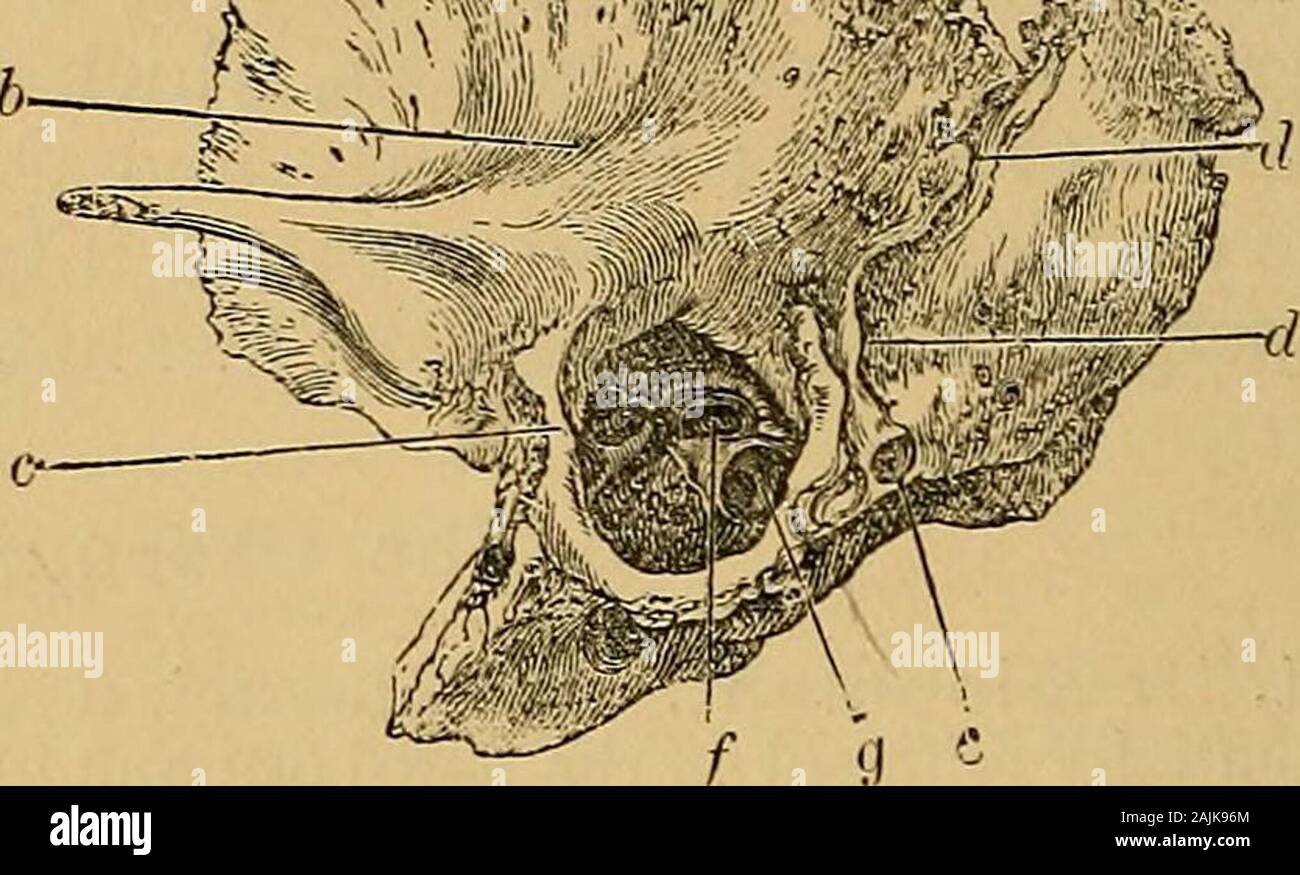 Superior temporal line hi-res stock photography and images - Alamy