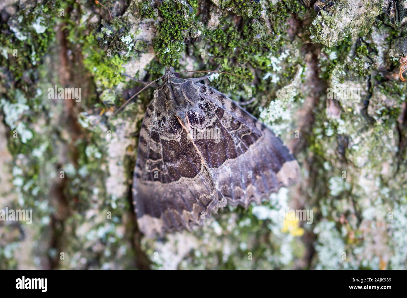 Old Lady moth on tree bark Stock Photo - Alamy