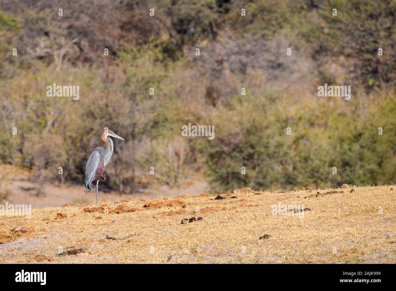 Goliath heron hi-res stock photography and images - Alamy