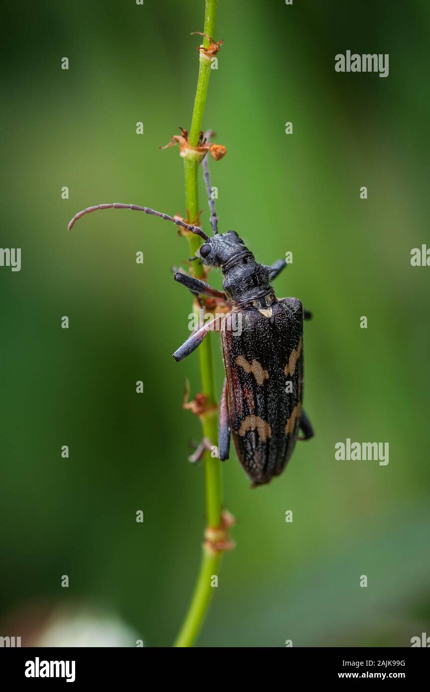 Two banded beetle hi-res stock photography and images - Alamy