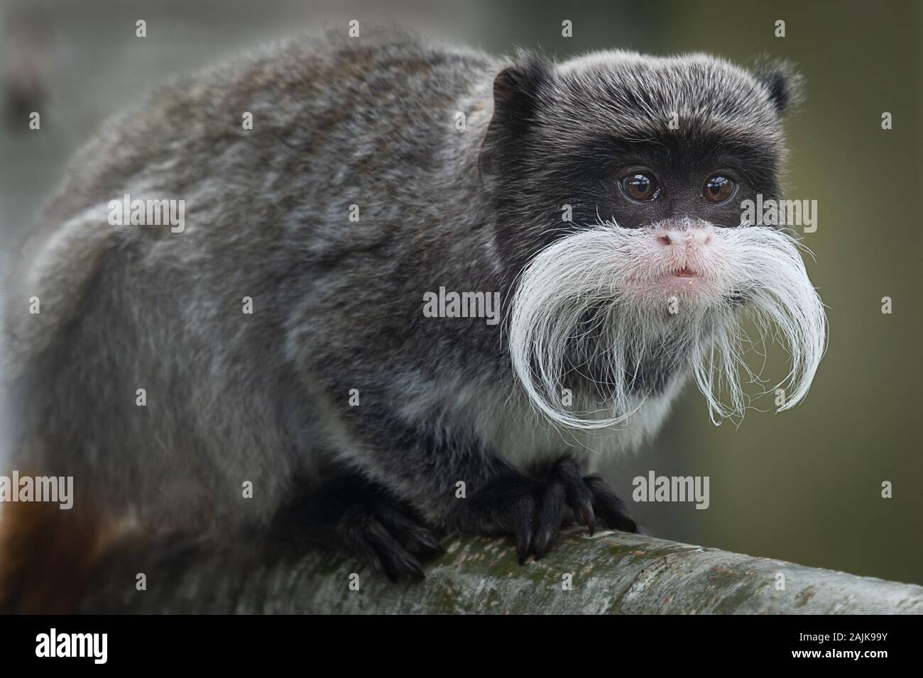 Mustache Monkey From Rio 2