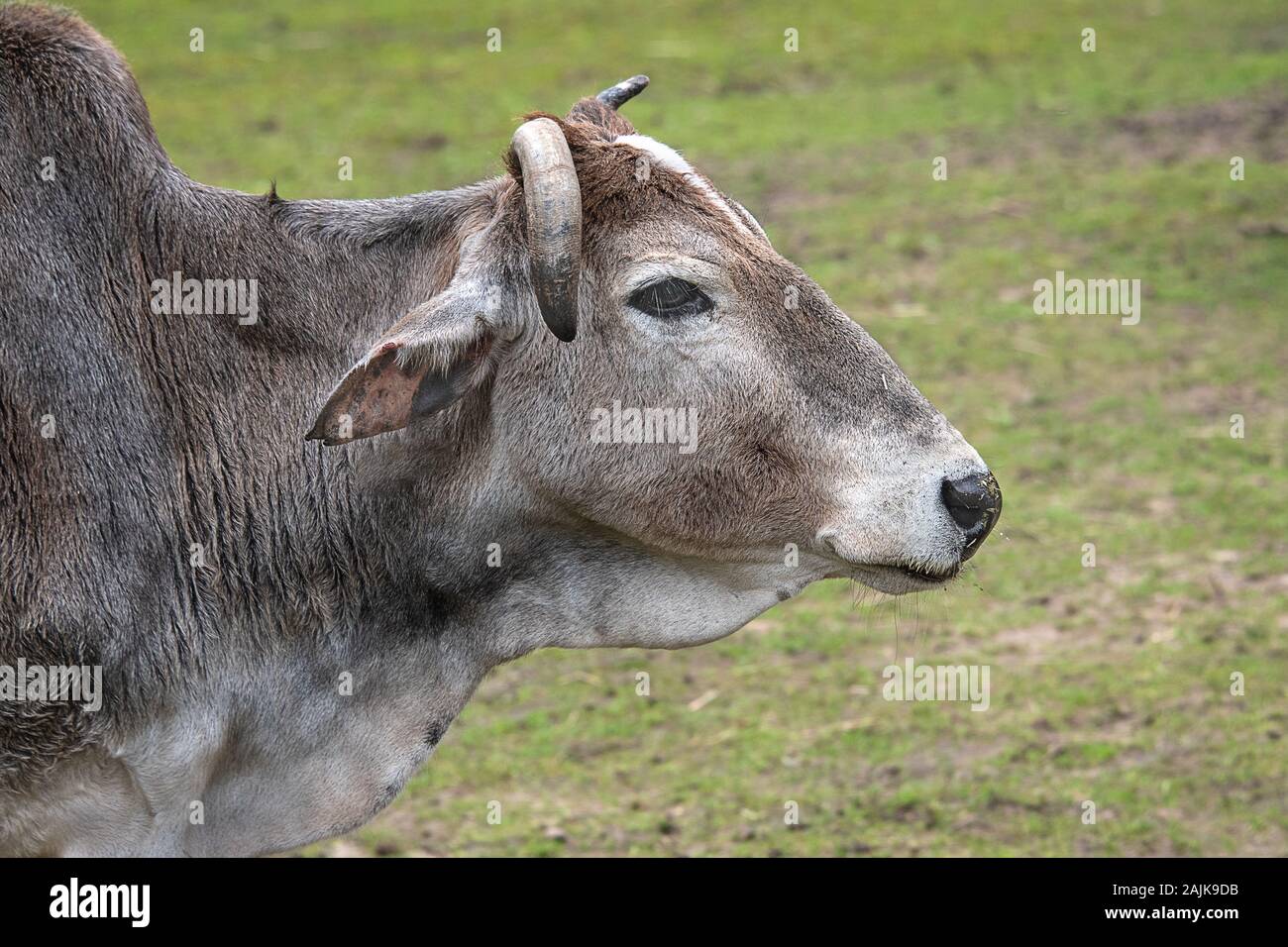 Brahman breed of cattle hi-res stock photography and images - Alamy