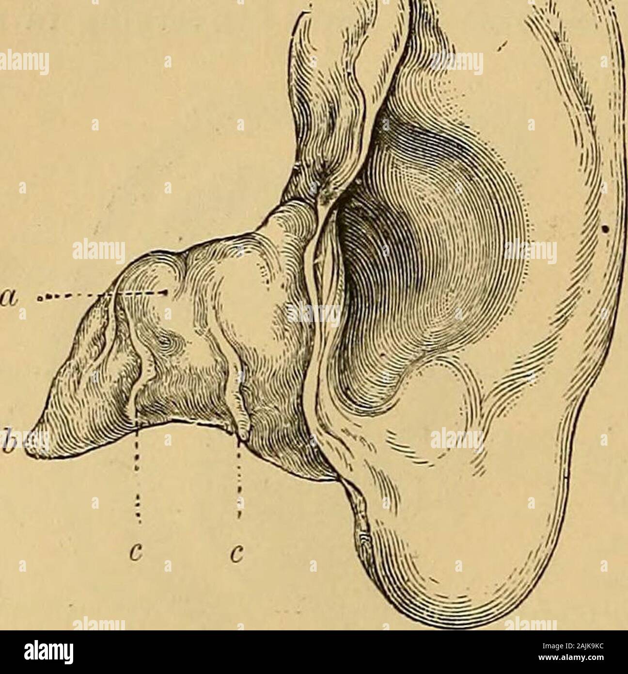 A text-book of the diseases of the ear for students and practitioners ...