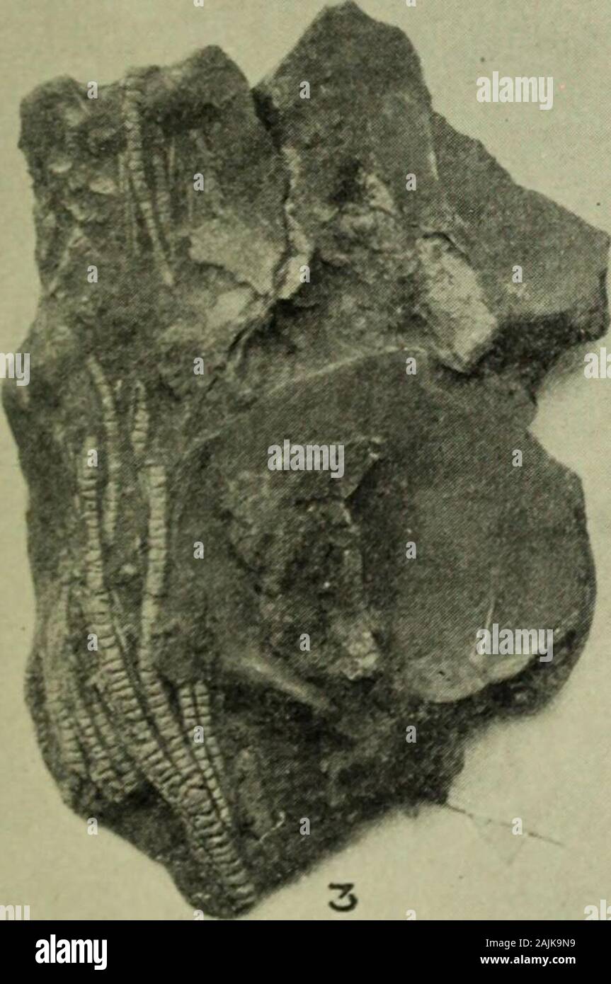 Isocrinus sp hi-res stock photography and images - Alamy