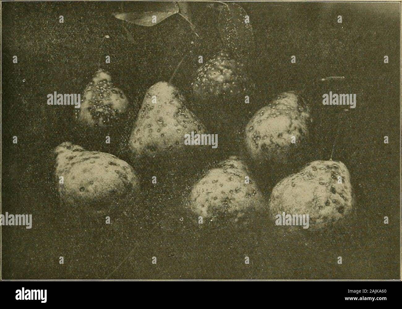 The San José scale-insect : its appearance and spread in Connecticut ...