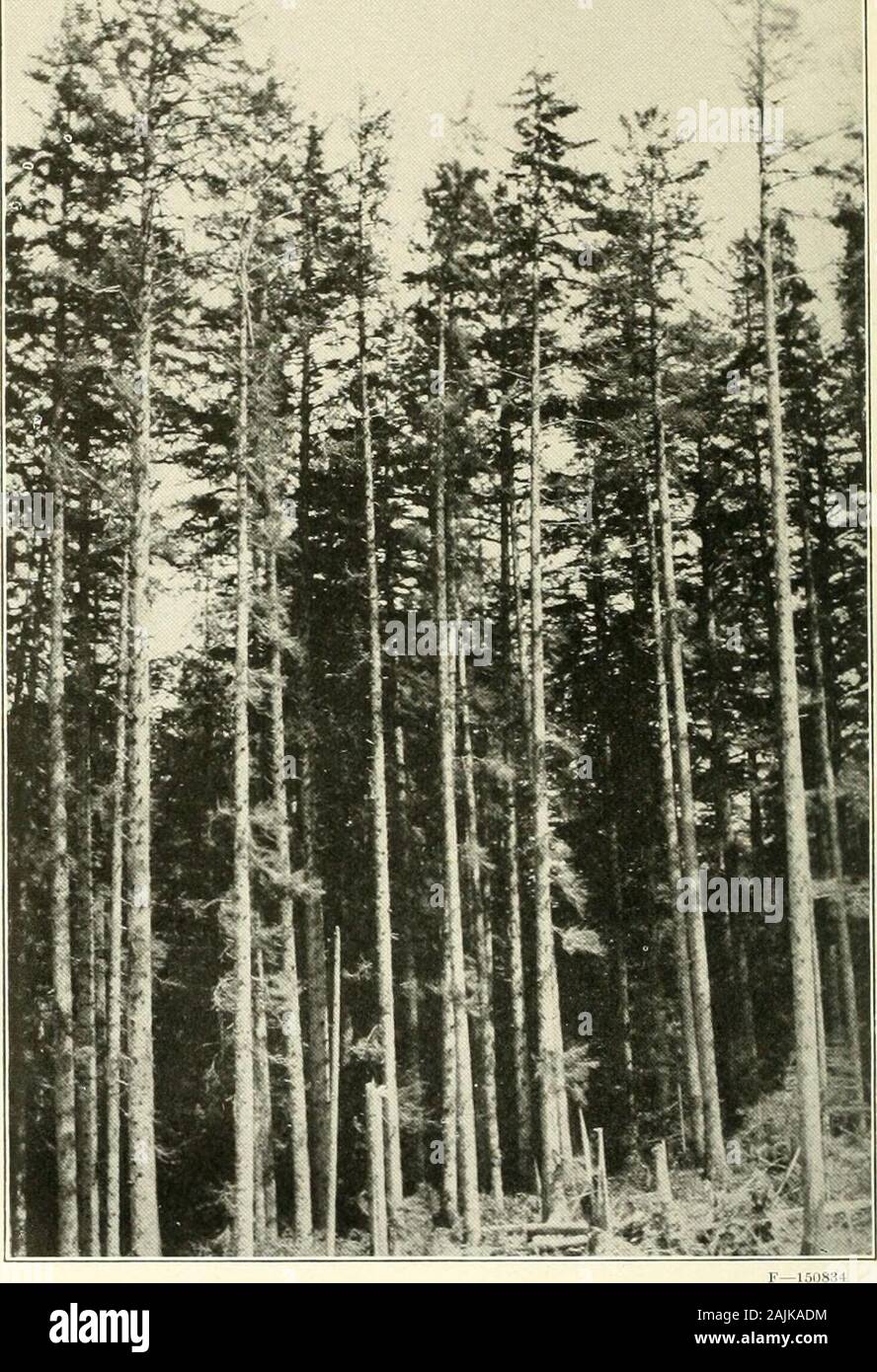 Sitka spruce: its uses, growth and management . Highland Spruce at ...