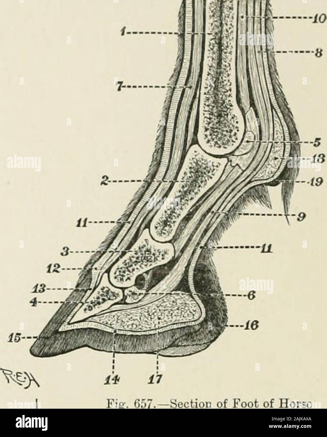 Pedal bone horse hi-res stock photography and images - Alamy