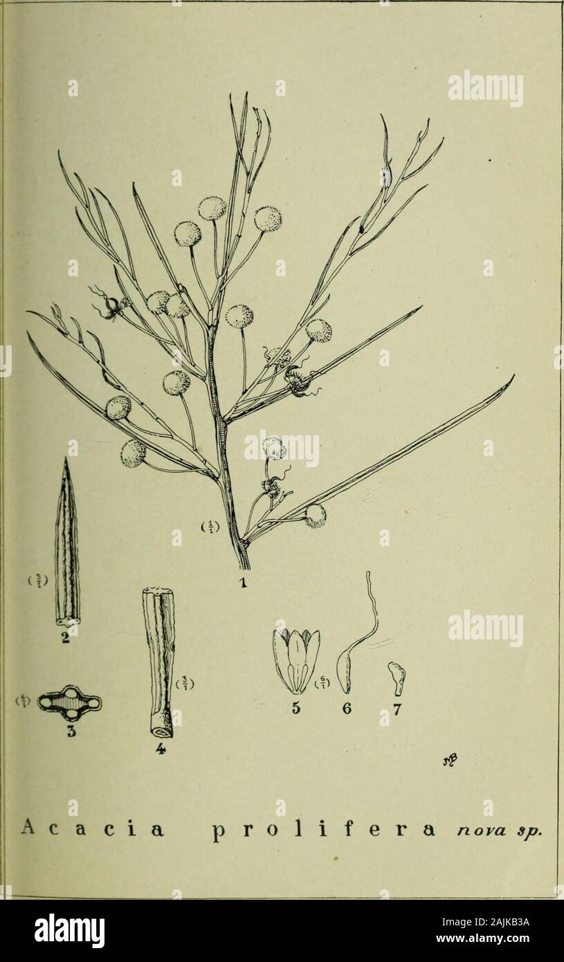 Phyllode hi-res stock photography and images - Alamy