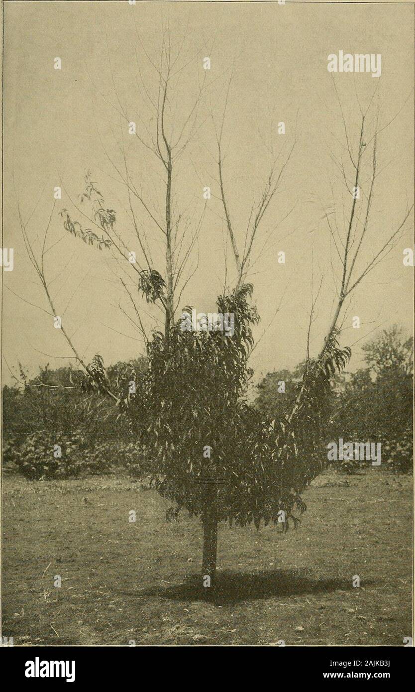 The San José scale-insect : its appearance and spread in Connecticut ...