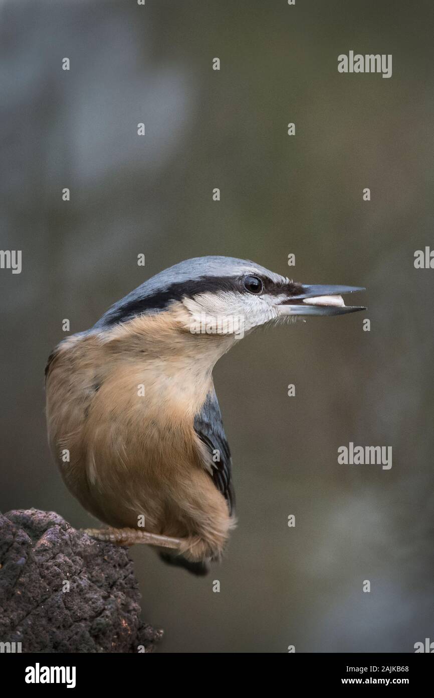 Nuthatch or nut hacker, describing the bird's method of opening nuts by ...