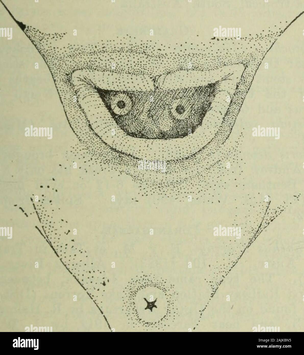 Genital tubercle hi-res stock photography and images - Alamy