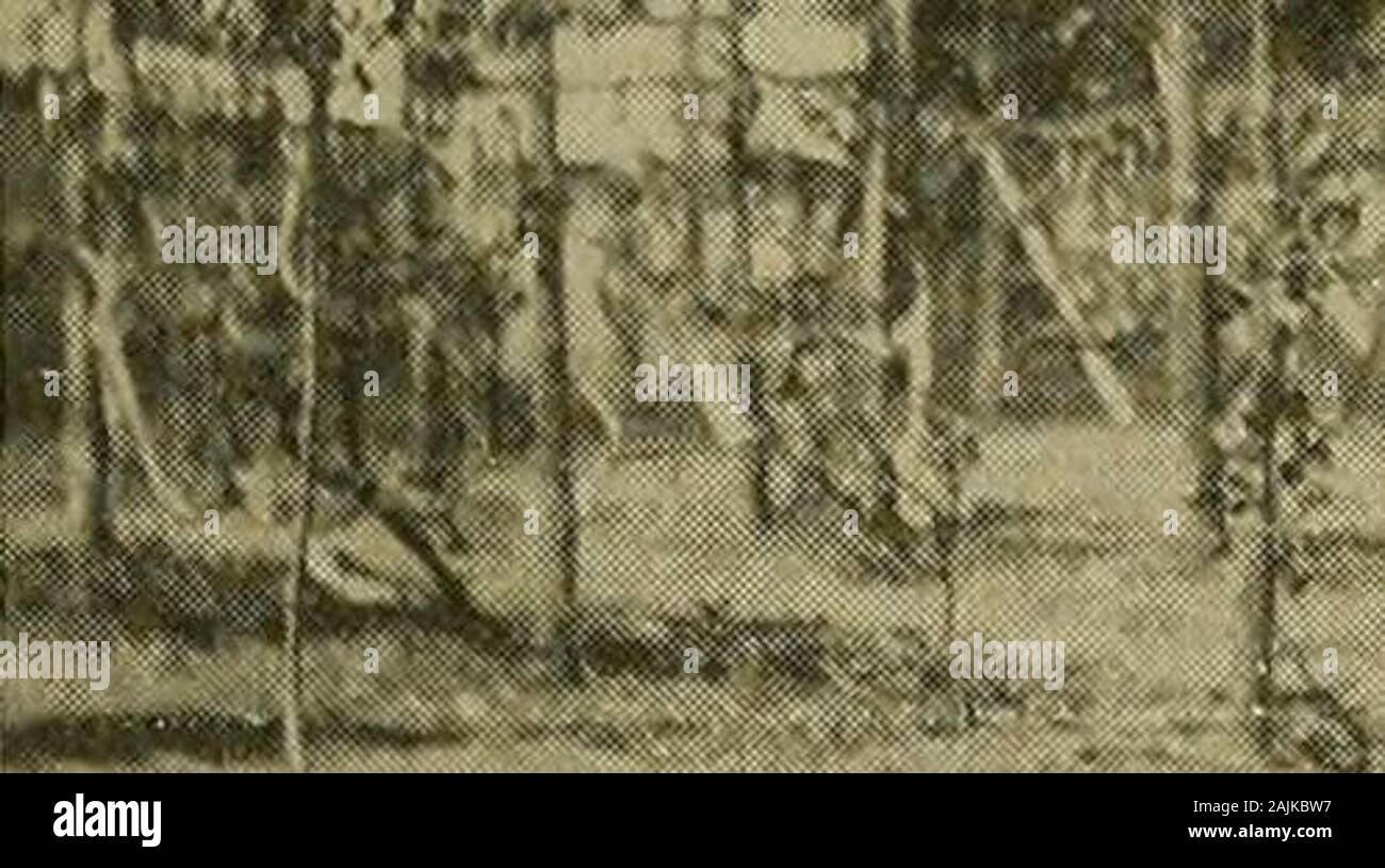 The San José scale-insect : its appearance and spread in Connecticut ...