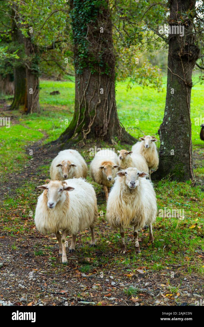Oveja ovis ovis hi-res stock photography and images - Alamy
