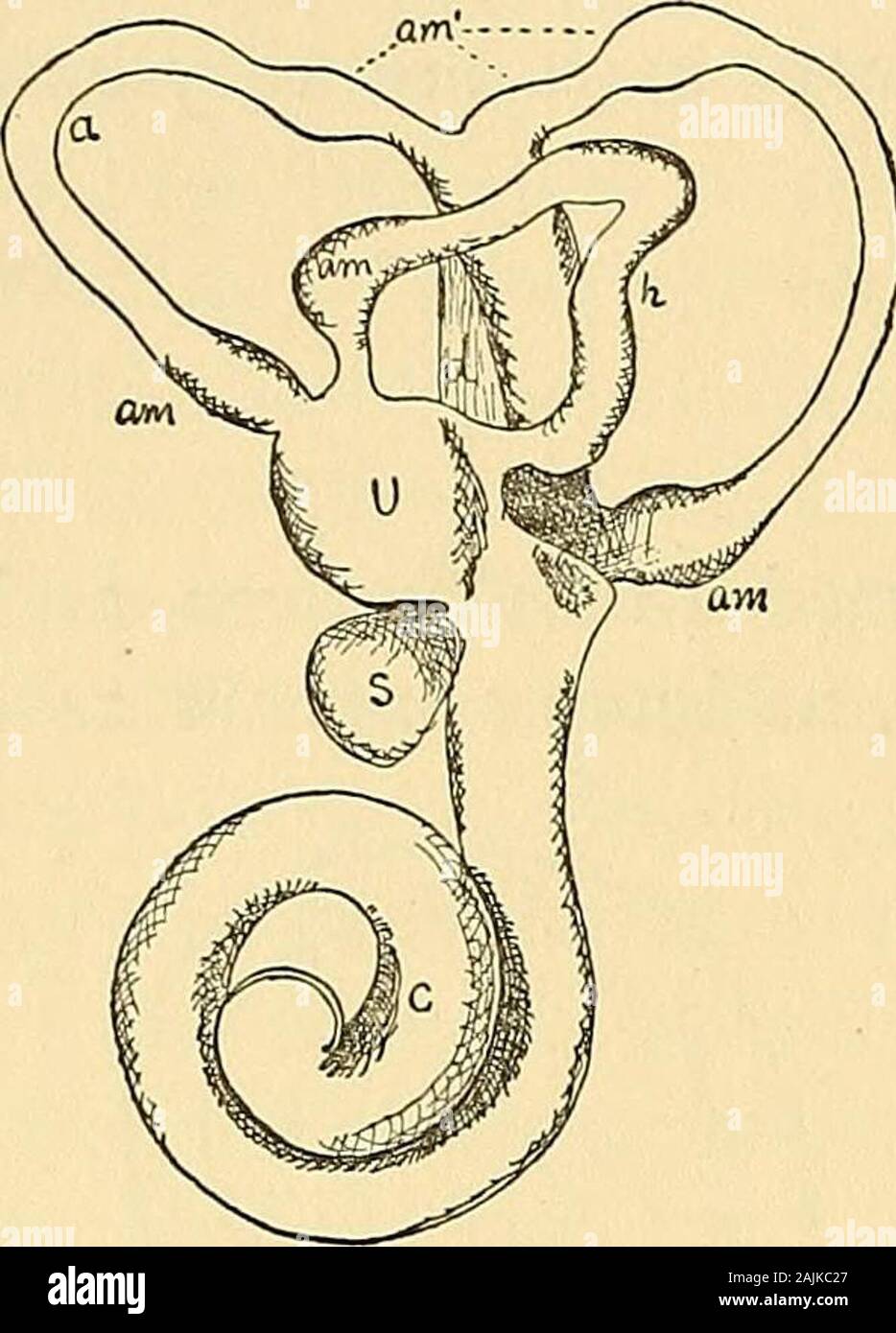 Morphology of a man hi-res stock photography and images - Alamy