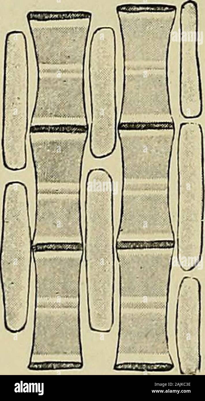 General physiology; an outline of the science of life . Fig. 238.—Curve ...