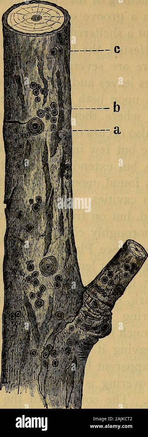The San José scale-insect : its appearance and spread in Connecticut ...