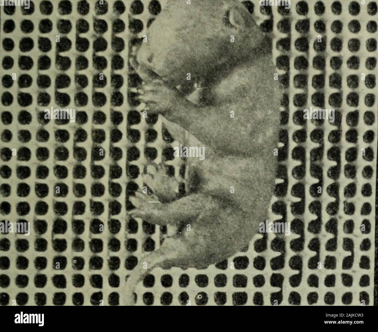 Genital tubercle hi-res stock photography and images - Alamy