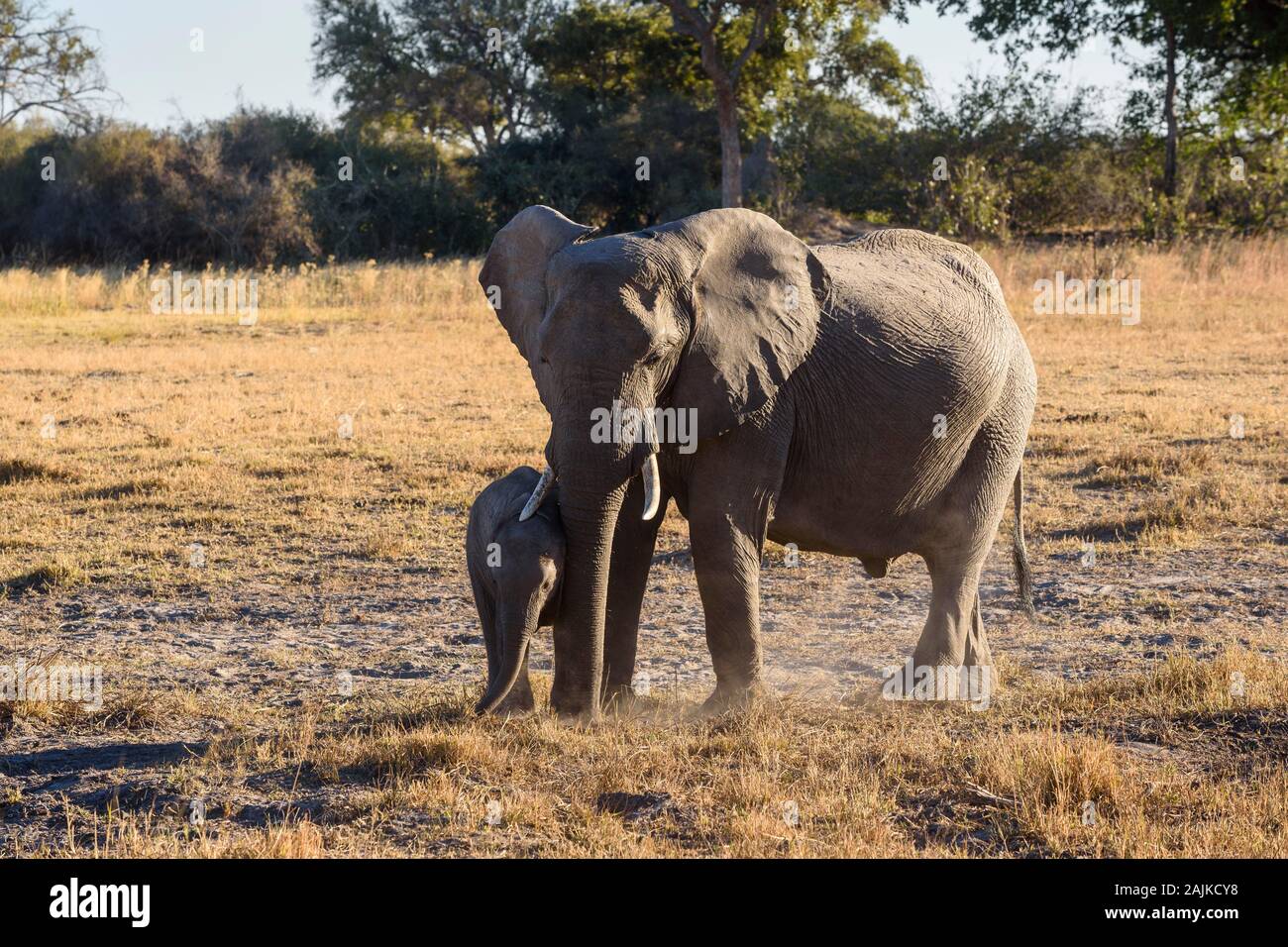 Calf and mother hi-res stock photography and images - Alamy