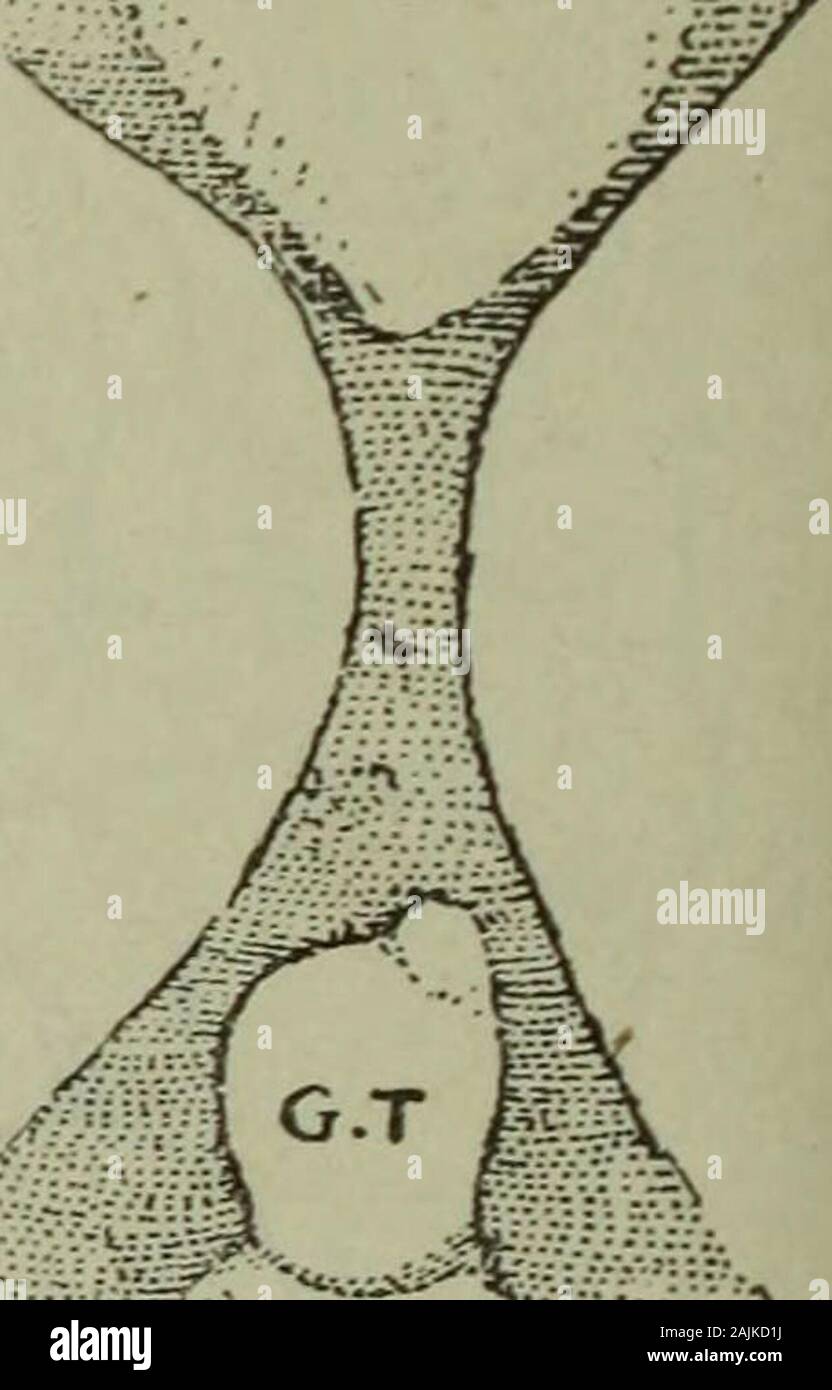 Genital tubercle hi-res stock photography and images - Alamy